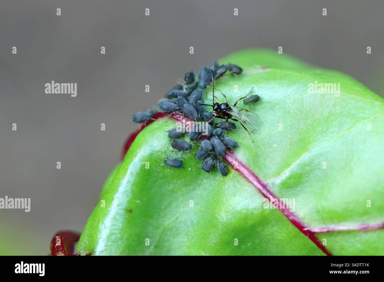 Aphid parasitoid, Aphidius colemanni, laying eggs to greenflies bodies ...