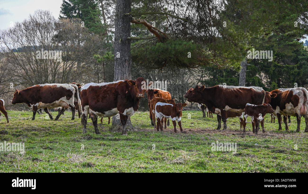 Hereford cows and calves grazing peacefully in a lush green pasture ...