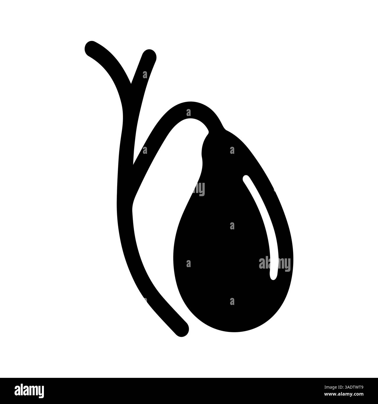 Human gallbladder with connected bile ducts, medical vector ...