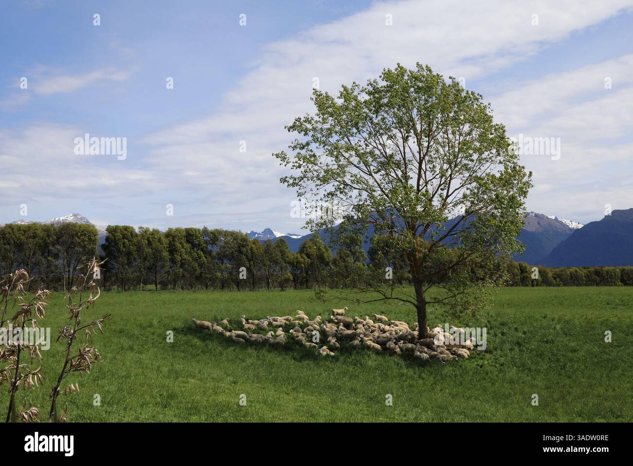Schaf neuseeland hi-res stock photography and images - Alamy