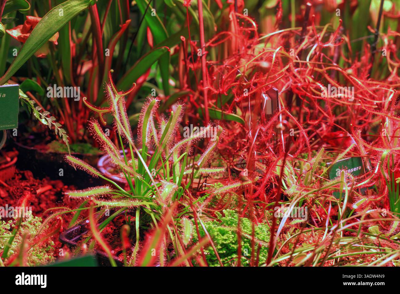 Pink and red sundews carnivorous plants. Drosera scorpioides (shaggy ...