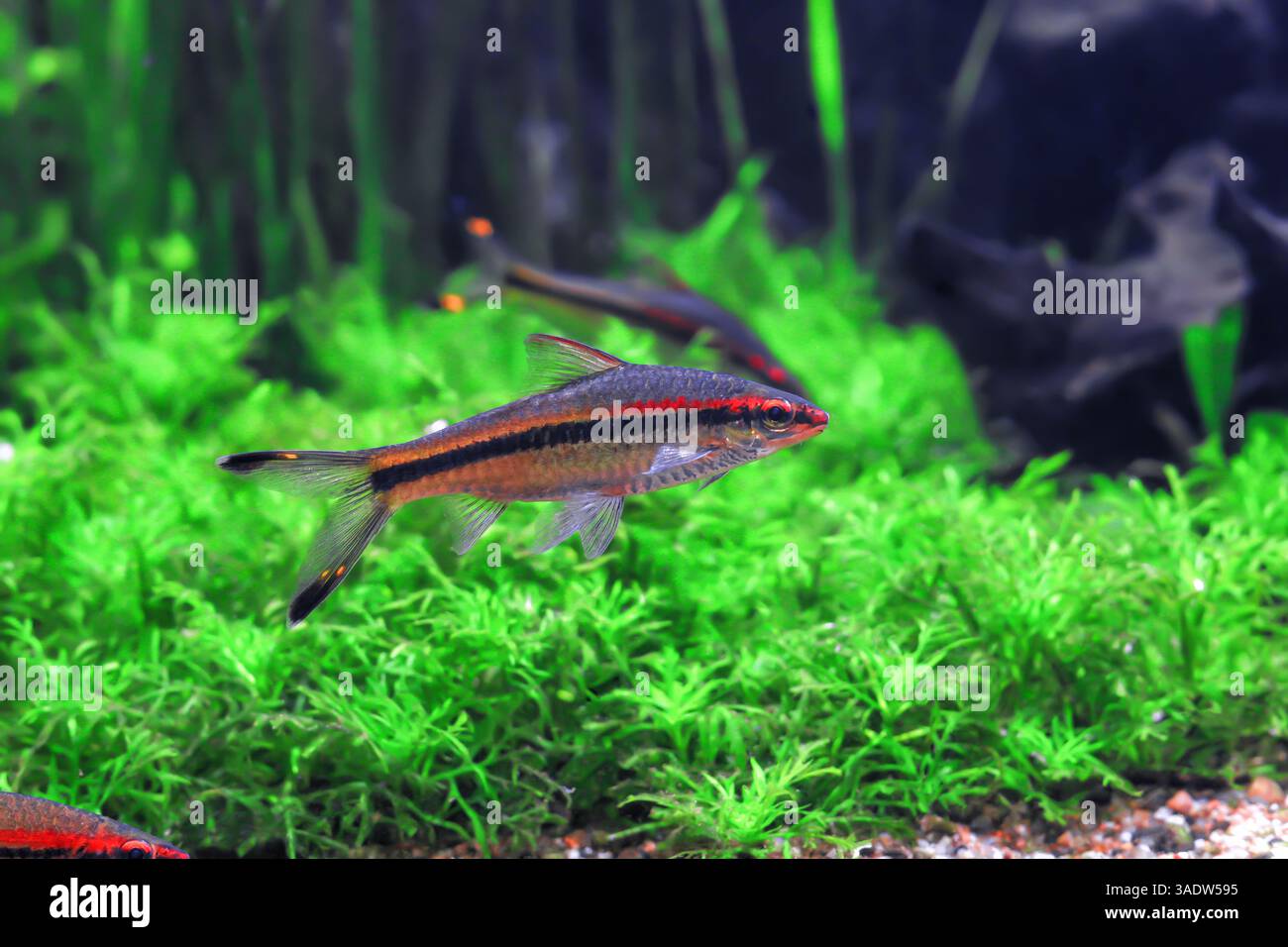 Denison's barb fish with stripe swimming in aquarium, side view ...