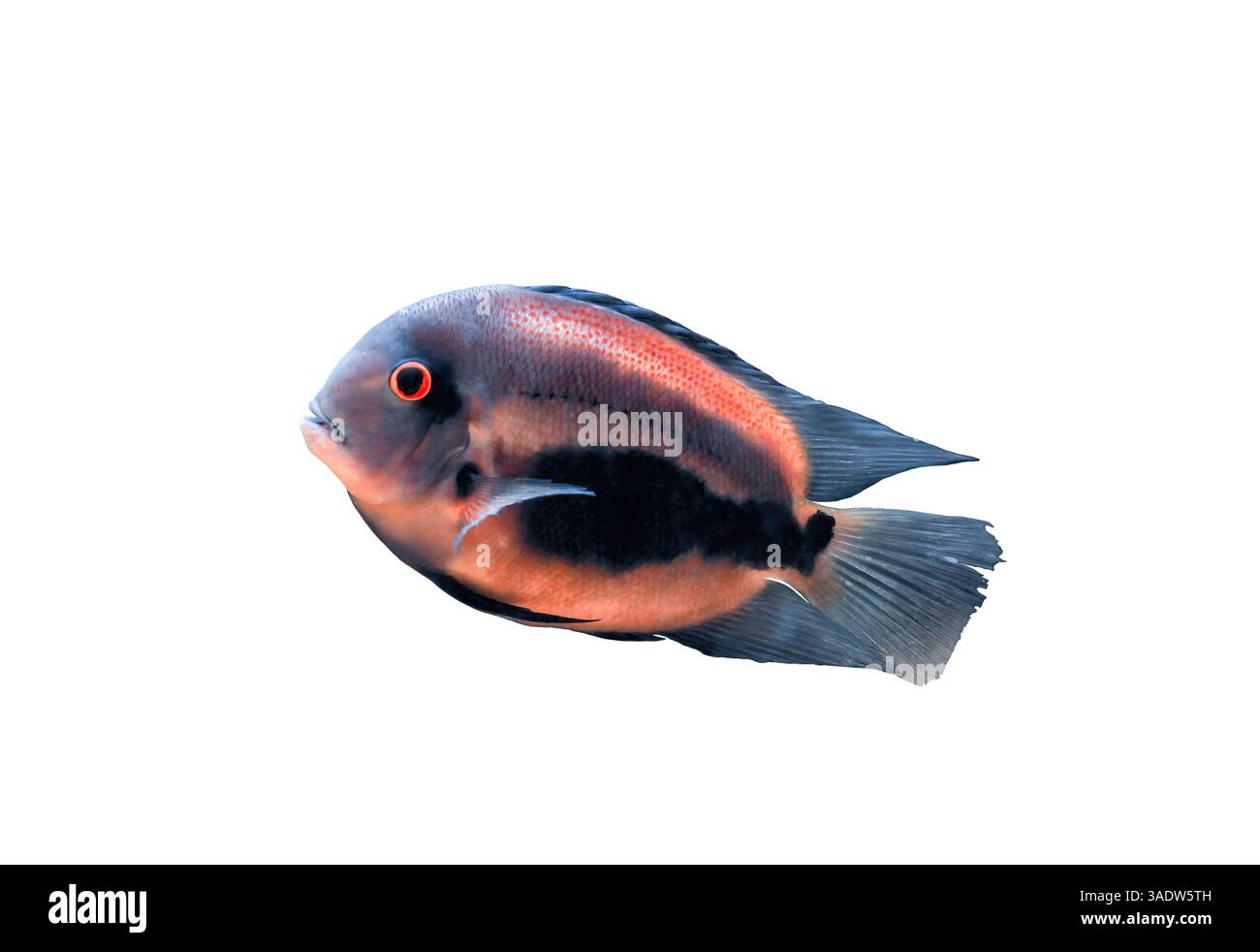 Blue fish Uaru isolated on white background, side view. Dark blue Uaru ...
