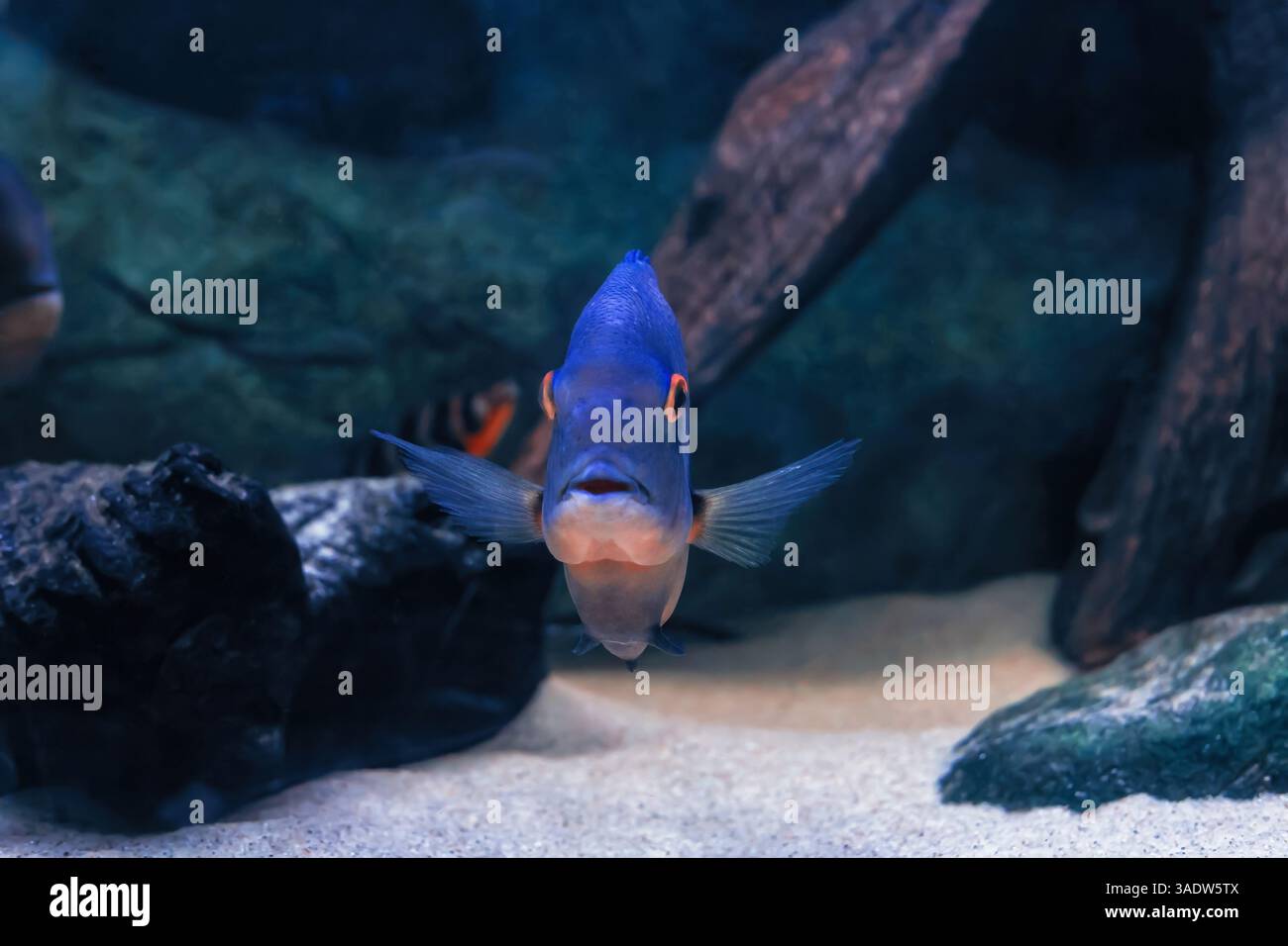 Uaru blue fish swims in aquarium. Blue Uaru amphiacanthoides in ...