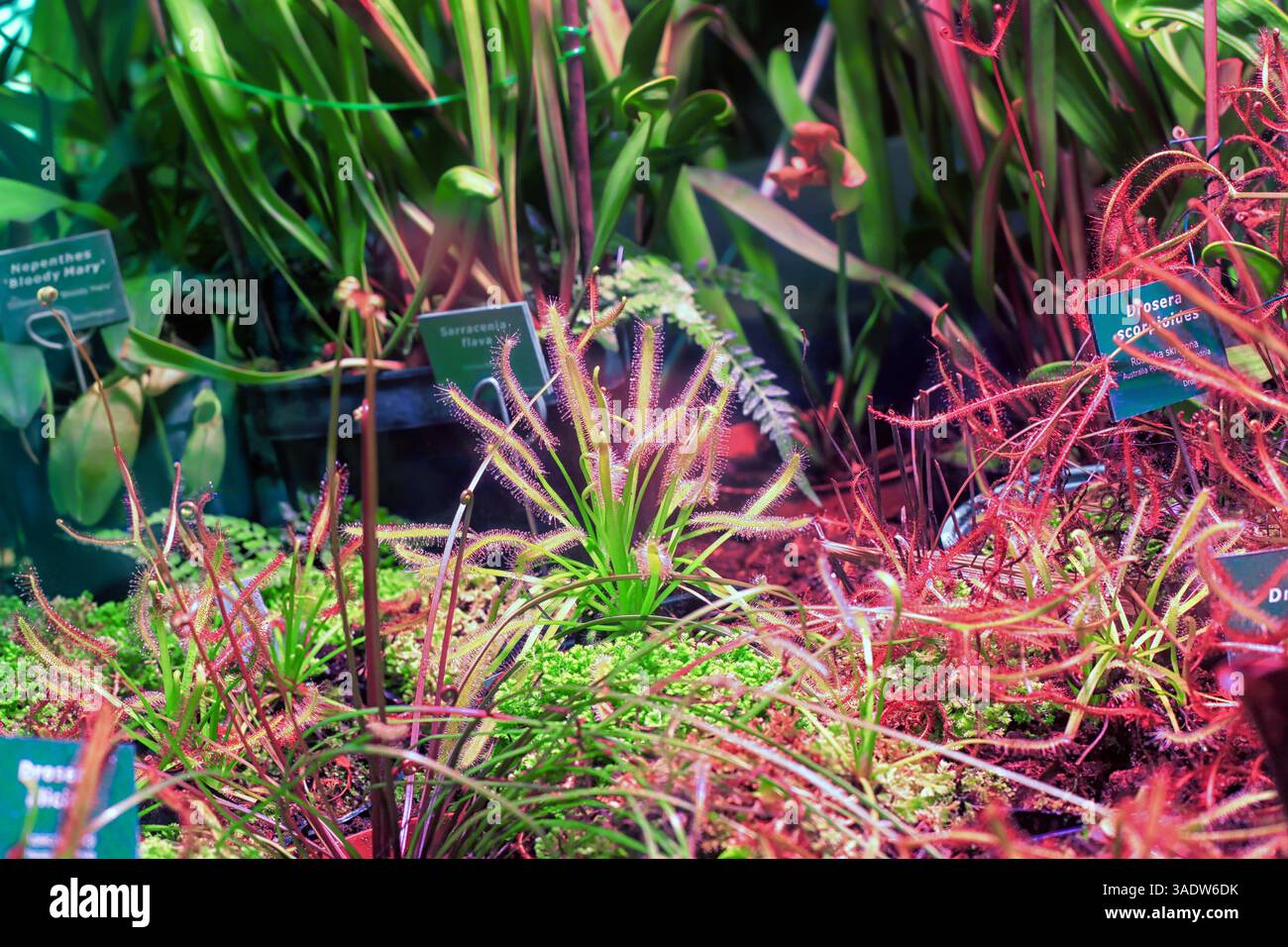 Pink, red sundews carnivorous plants. Drosera scorpioides (shaggy ...