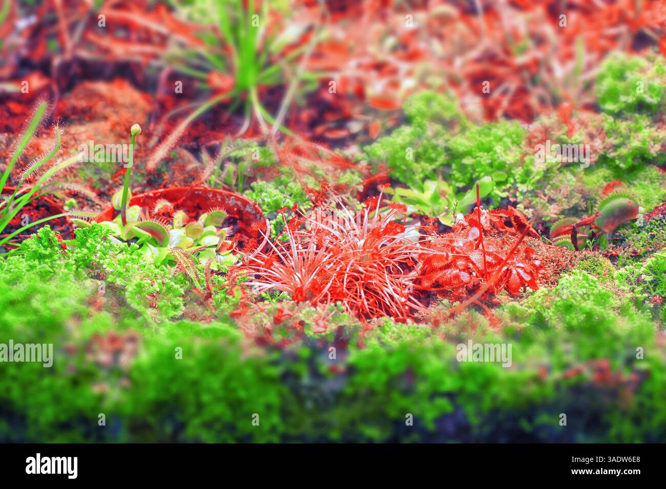 Sundews and Venus flytrap carnivorous plants growing in botanical ...