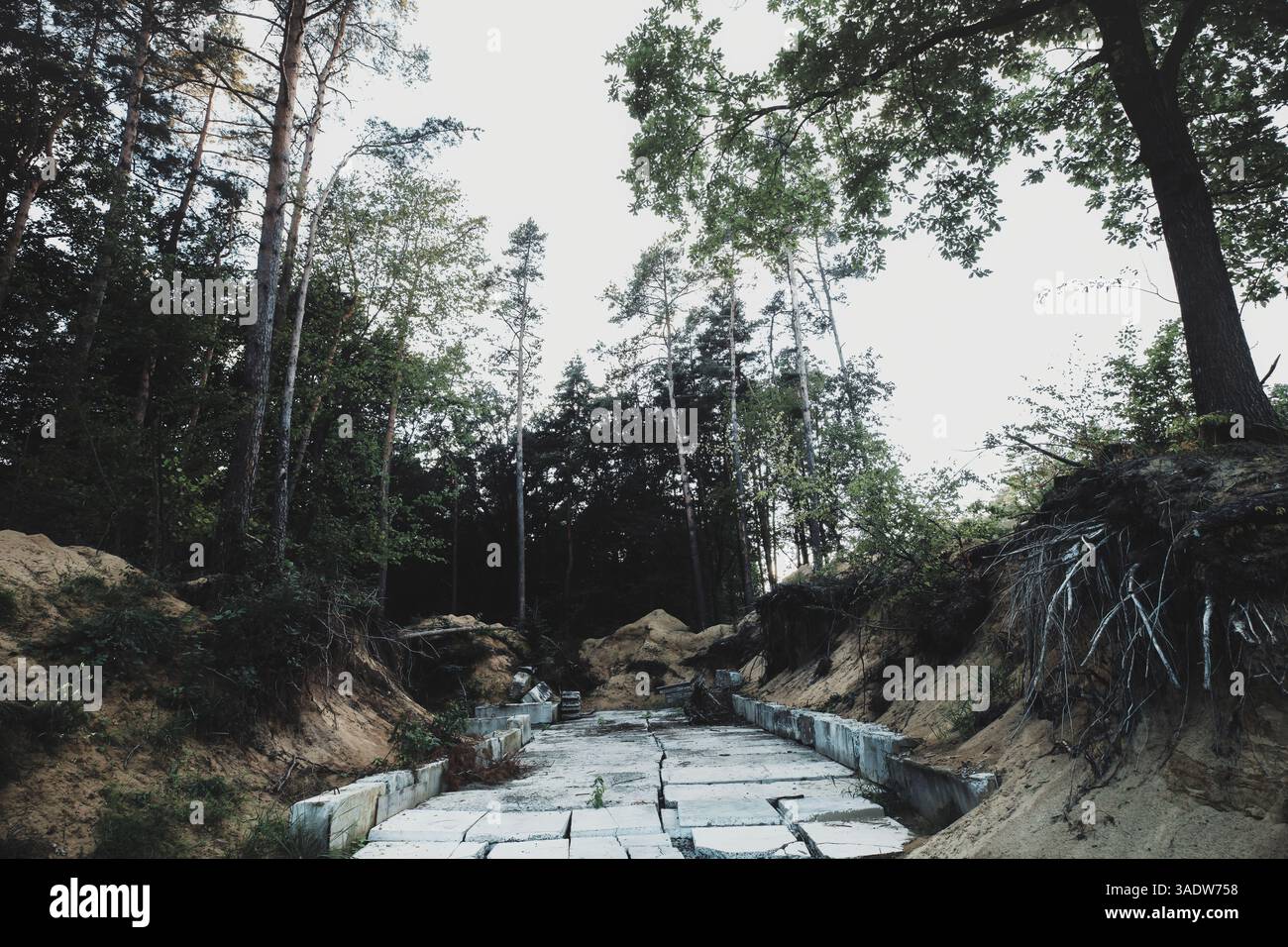 Landslide and destroyed road in pine woodland. Eroded slide soil ...