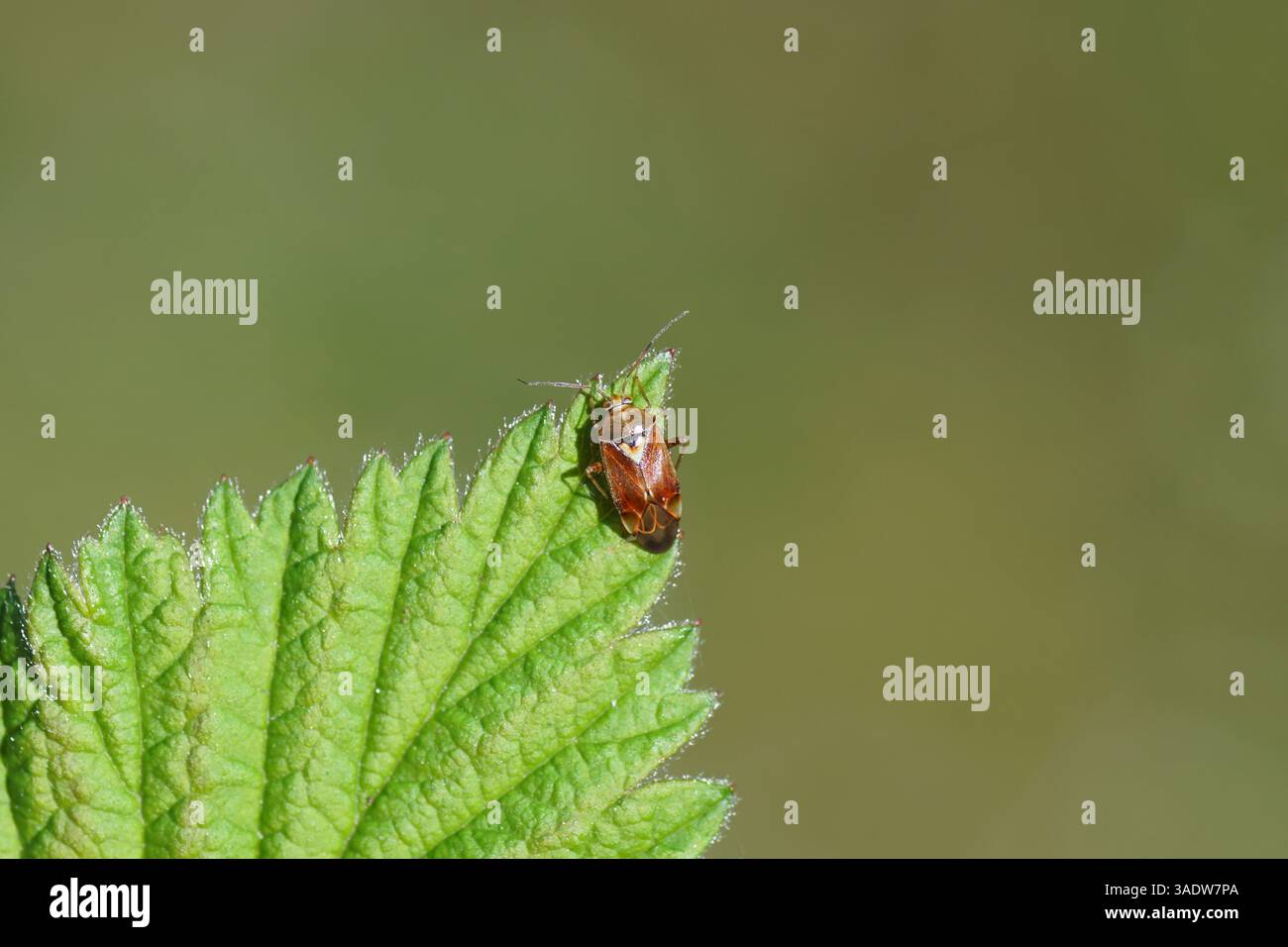Small plantbug Lygus pratensis Tribe Mirini, subfamily Mirinae, family ...