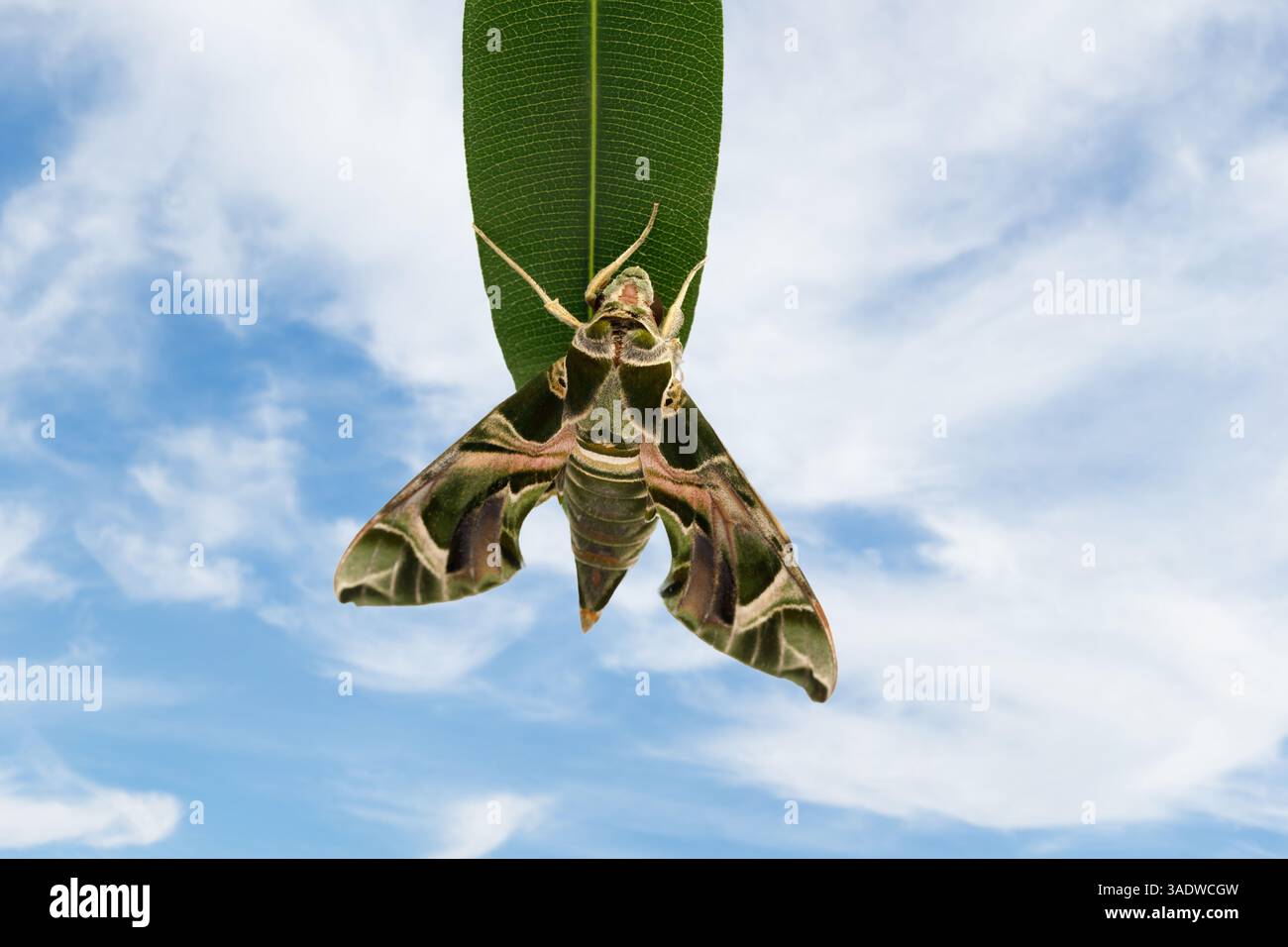 Butterfly Daphnis nerii or Army Green Moth against blue sky background ...