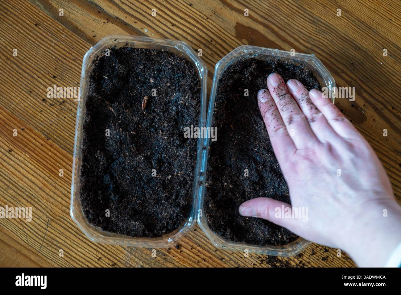 preparing the soil or potting mix in plastic upcycled containers to ...