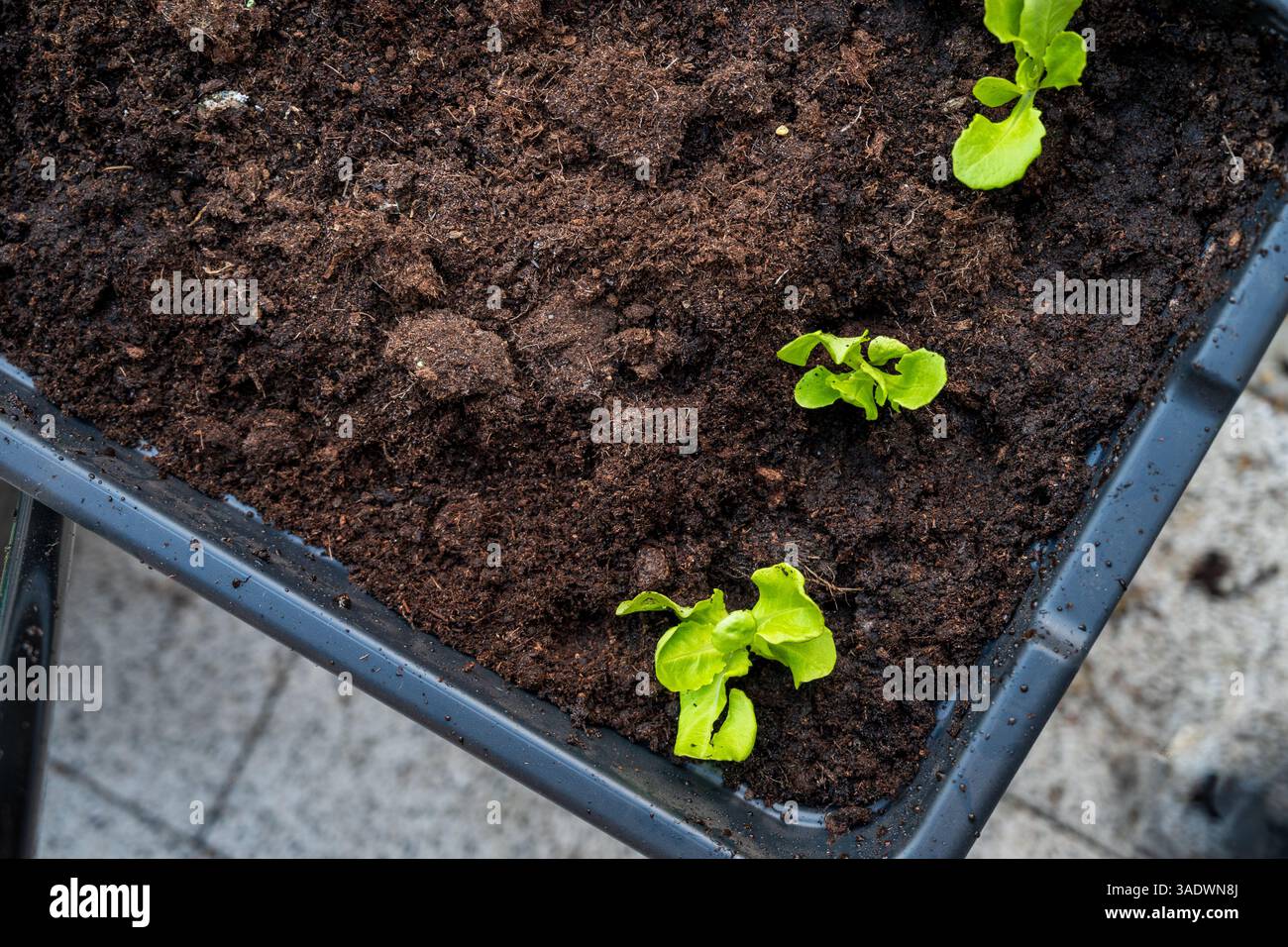 three lettuce seedlings planted in a row in a container or raised bed ...