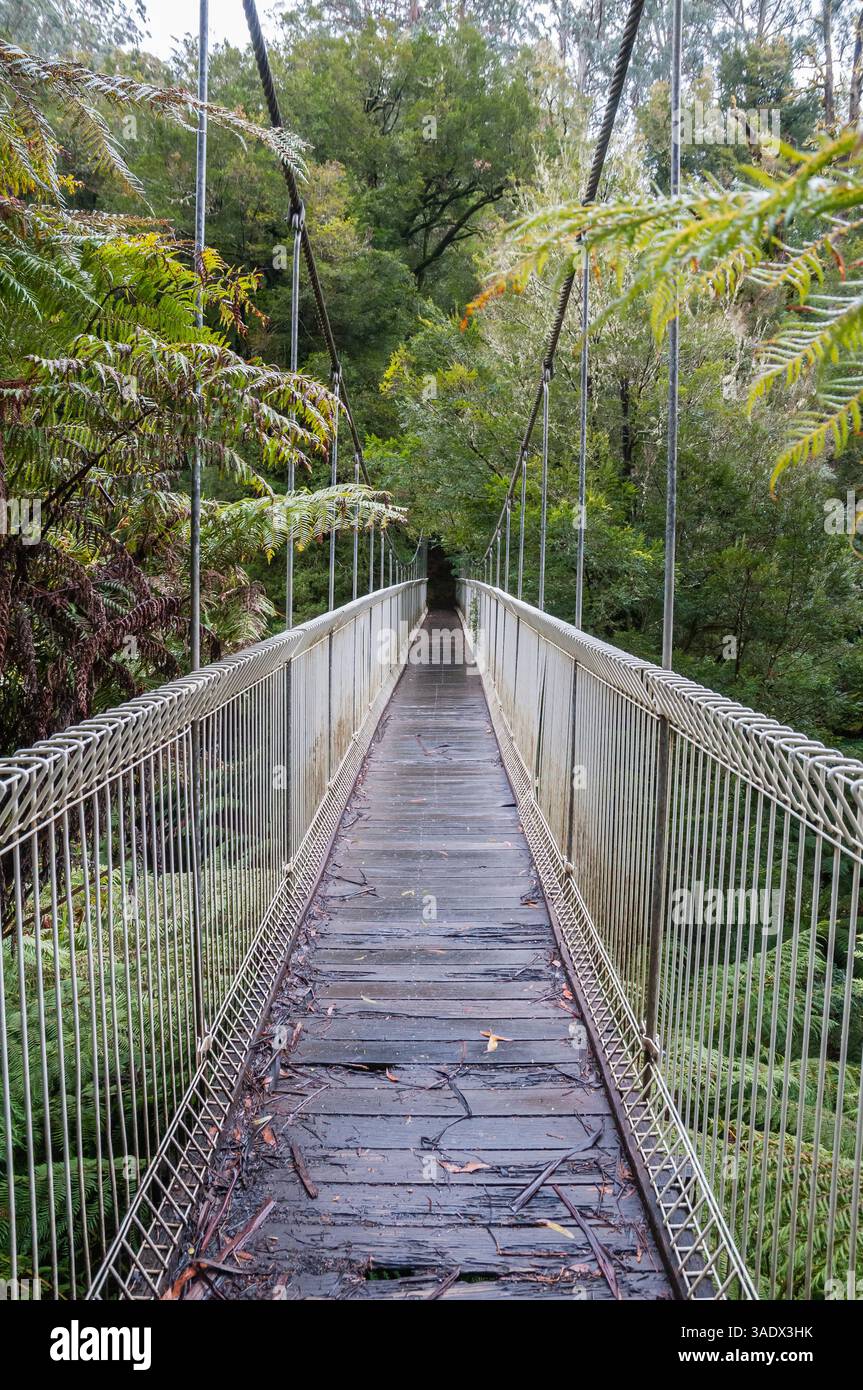View along a narrow suspension bridge in forest, Tarra Bulga National ...