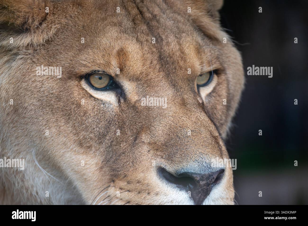 Without mane hi-res stock photography and images - Alamy