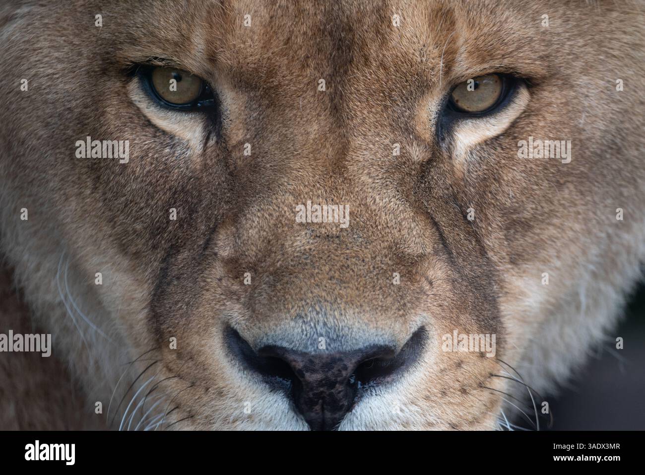 Close up image of the face of an African male lion without a mane ...