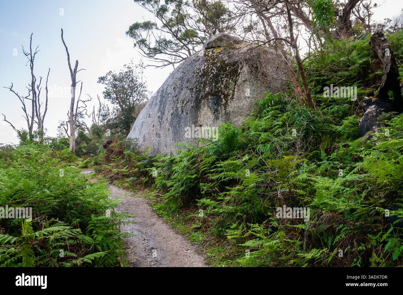 Loo Erm Track, Path winds through green ferns and rocky terrain, Tidal ...