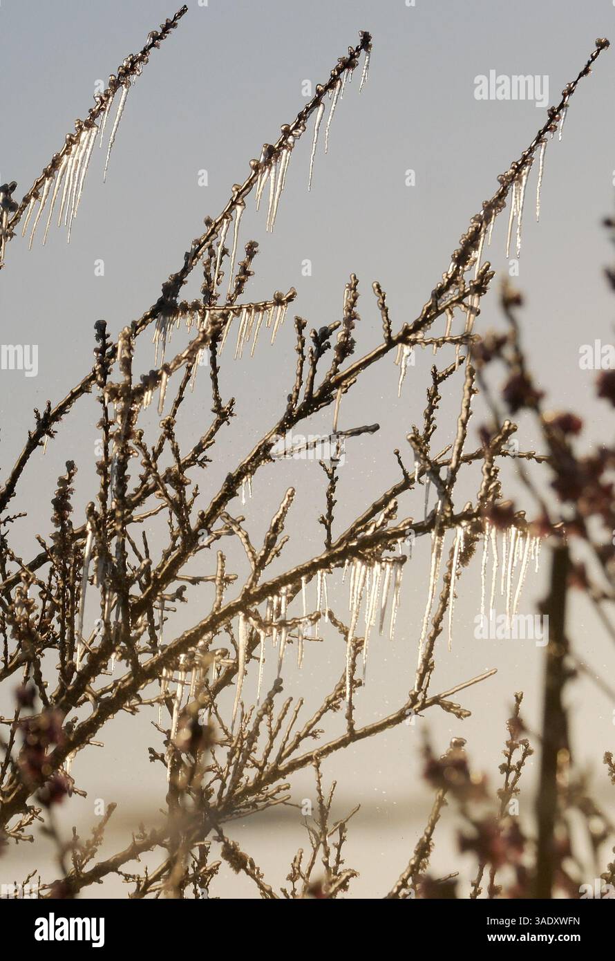 Aseleben, Germany. 06th Apr, 2025. Branches of apricot trees are ...