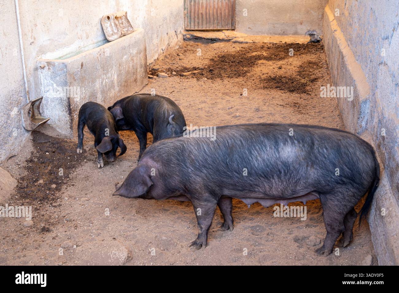 Three pigs are in a pen, one of which is a mother. The other two are ...
