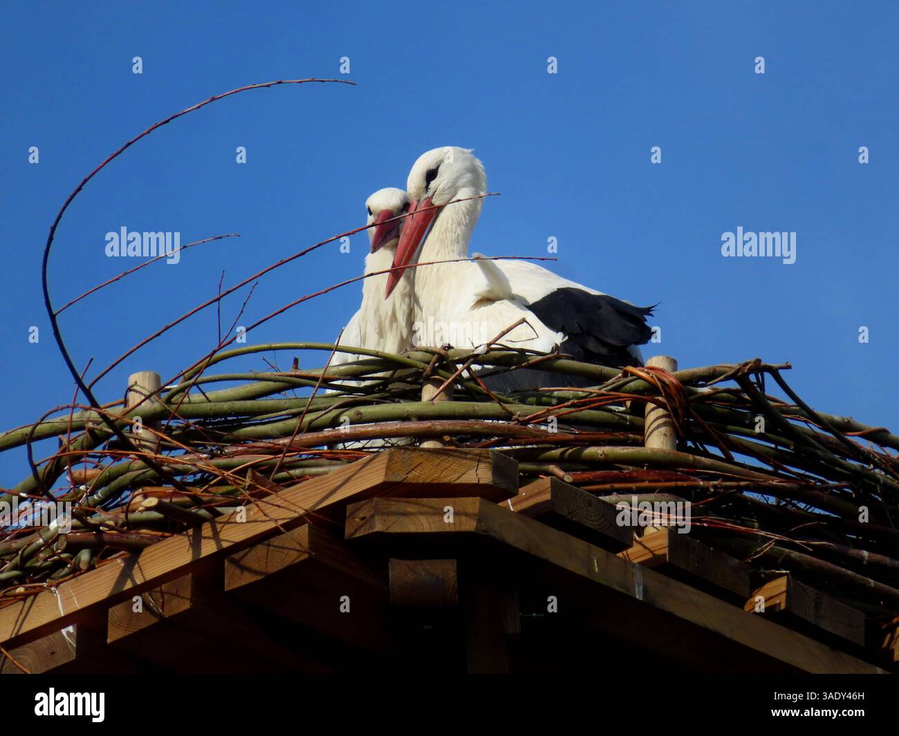 ...dieses Bild bedarf keiner weiteren Worte mehr...alles Gute und viel ...