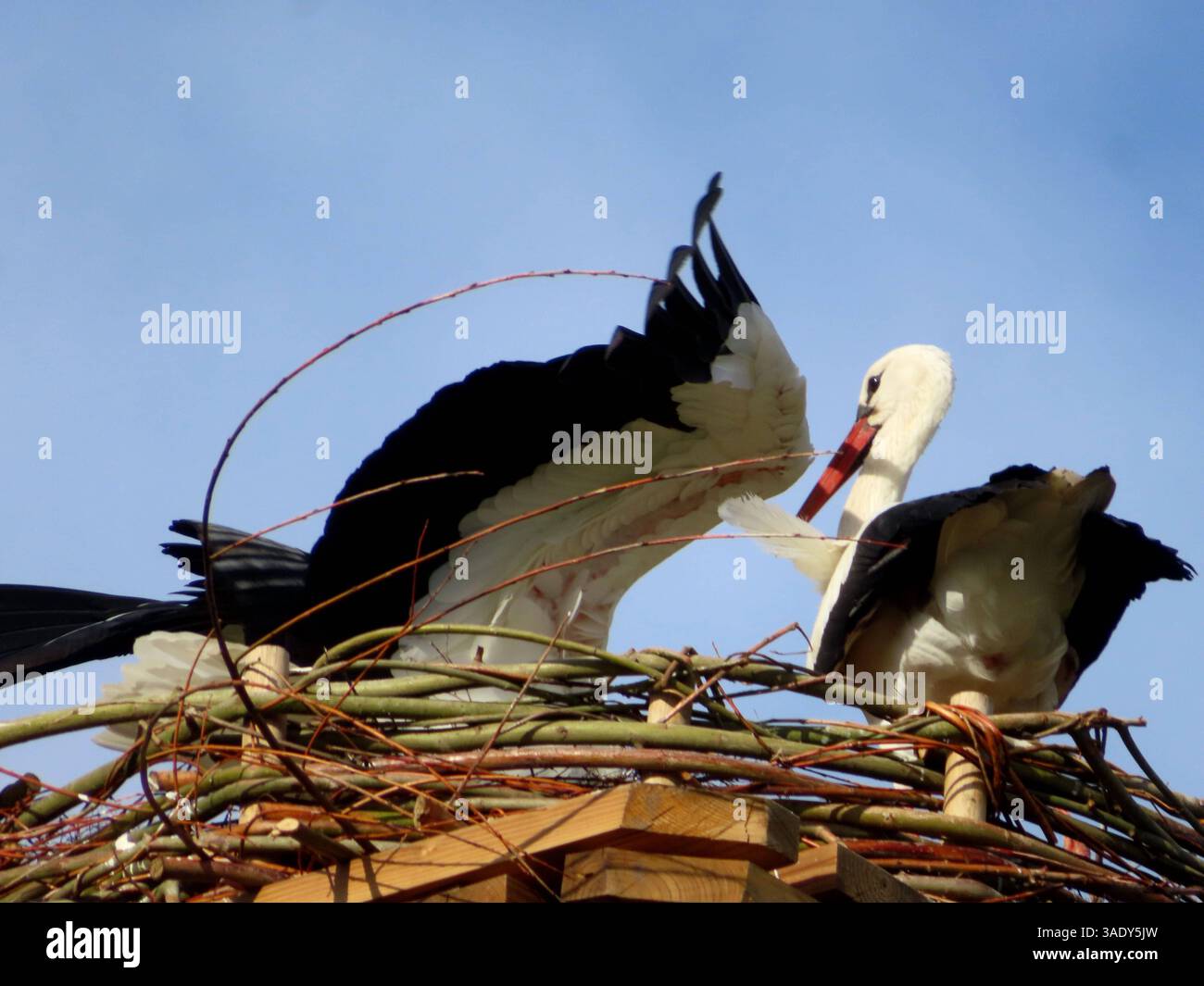...endlich verschnaufen...das halt ja kein Storch aus... Weißstorchpaar legt Pause ein ...