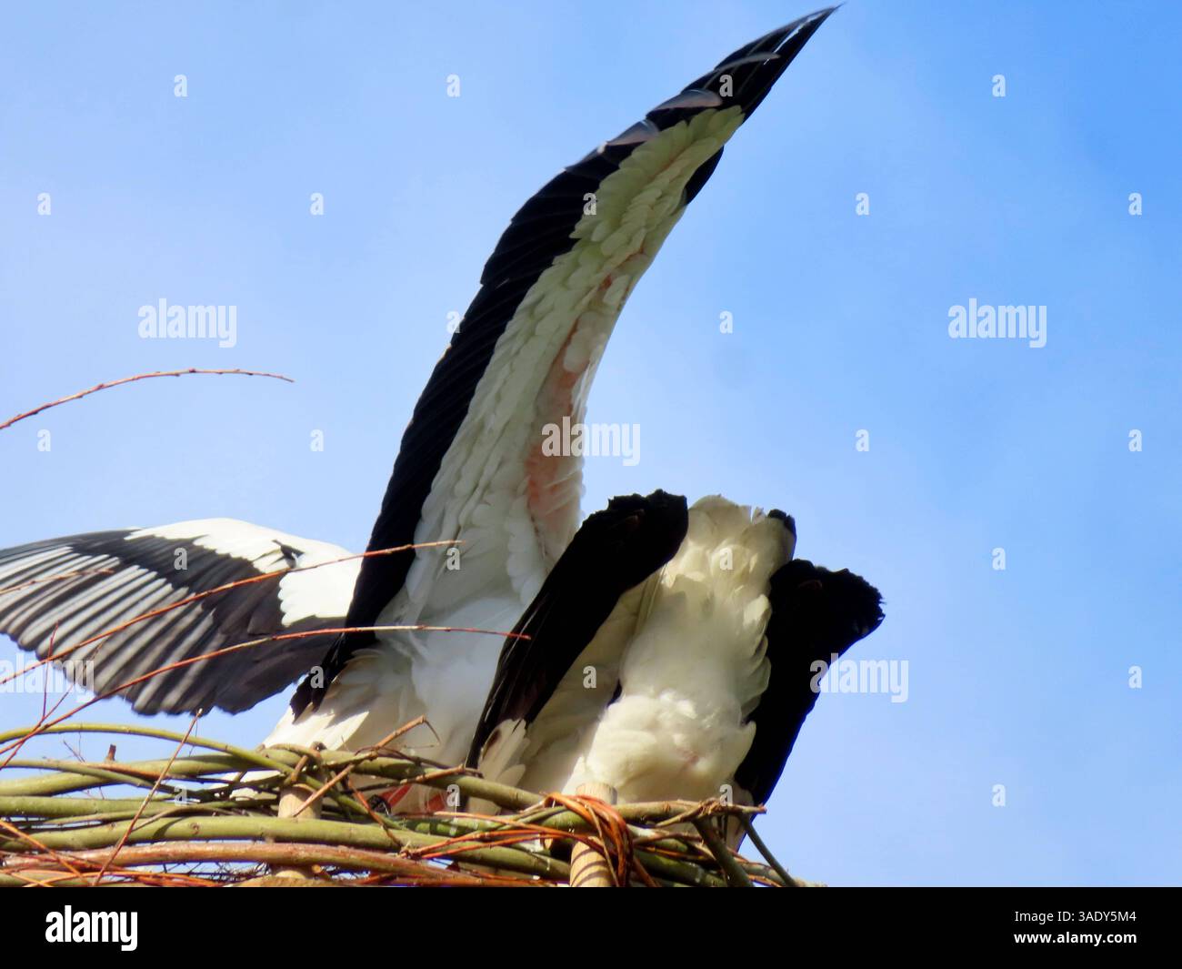 ...da heißt es nur - kraeftig die Daumen druecken, damit es bei den ...