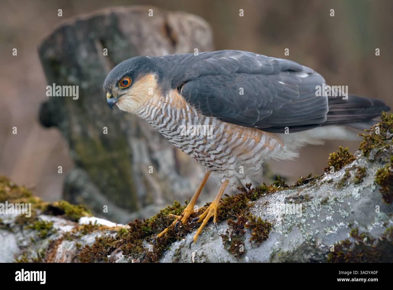 Male eurasian sparrowhawk (Accipiter nisus) looking for sparrows before ...