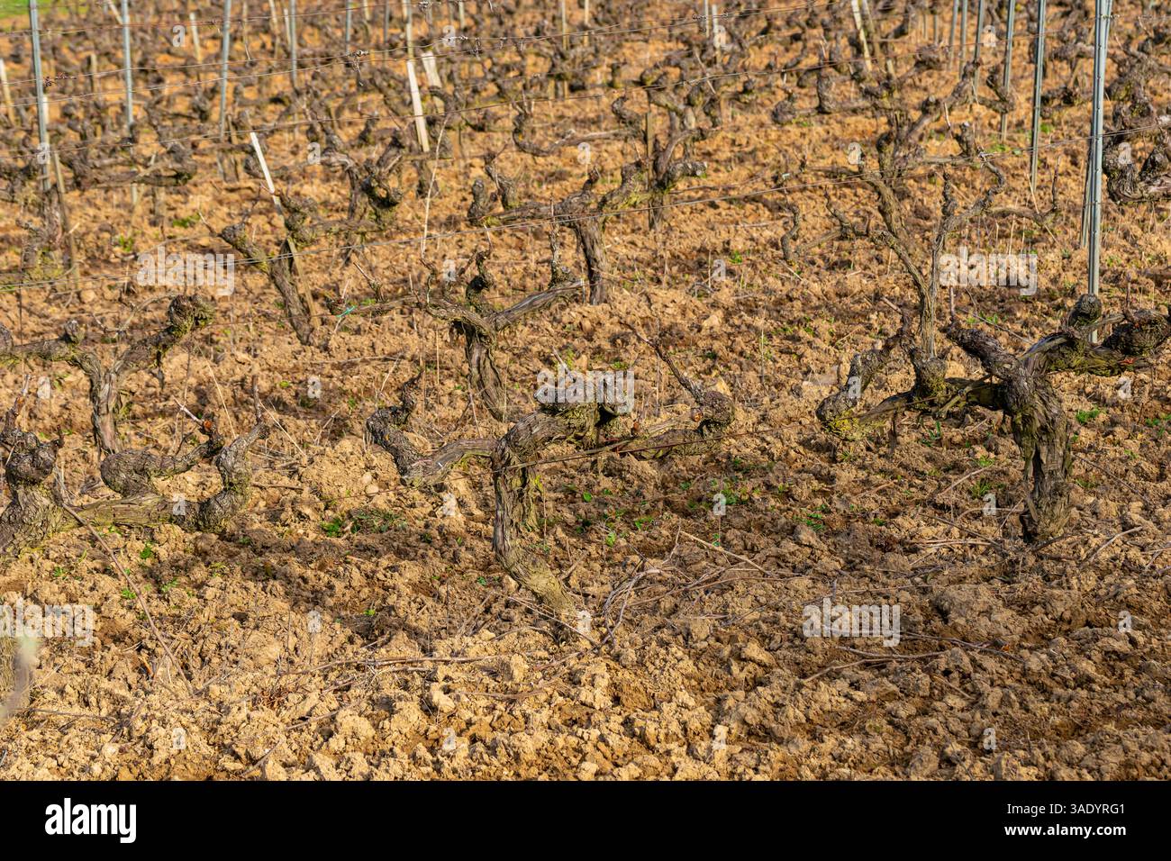 agricultural abstraction: patterns and textures of a vine field ...