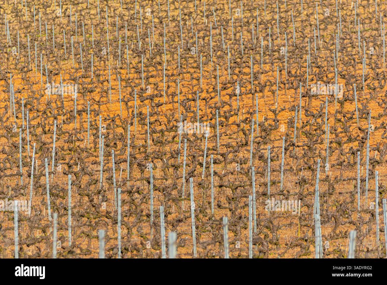 agricultural abstraction, patterns and textures of a vine field ...