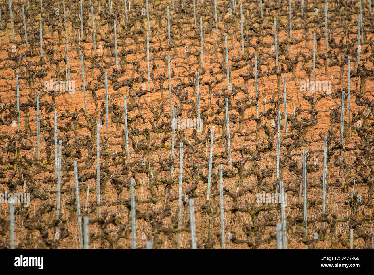 agricultural geometry, patterns of vines in winter landscape ...