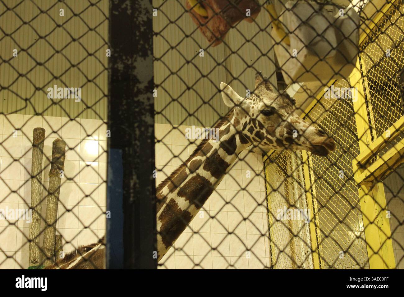 Giraffe behind a fence mesh close-up. Wild Animals in the Zoo Stock ...