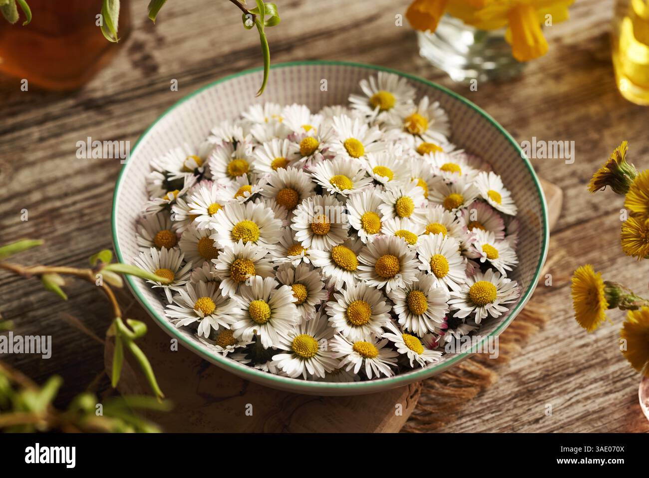 A bowl of common daisy flowers - wild edible plant harvested in early ...
