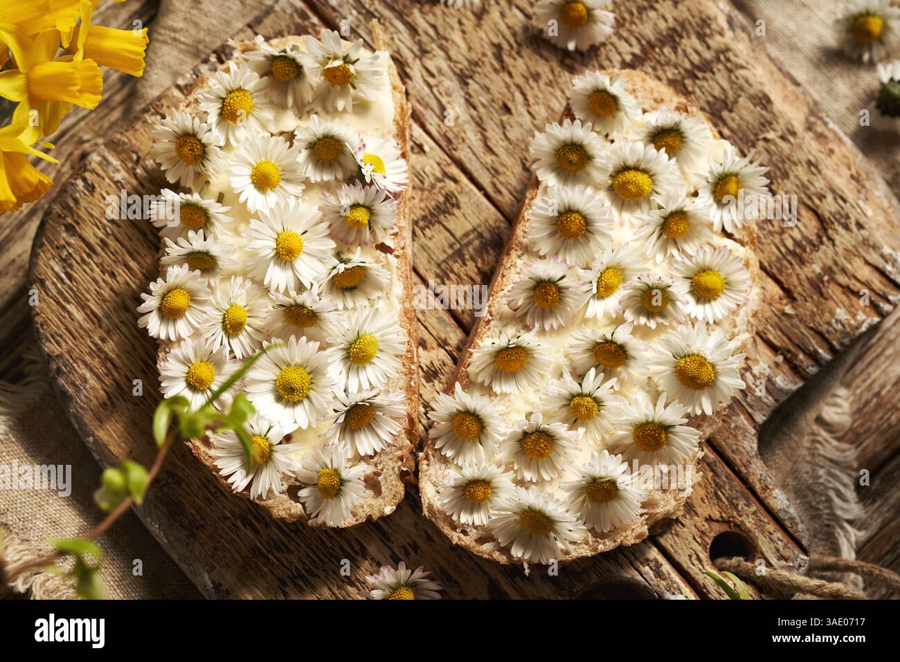 Common daisy flowers on slices of bread. Wild edible plants harvested ...