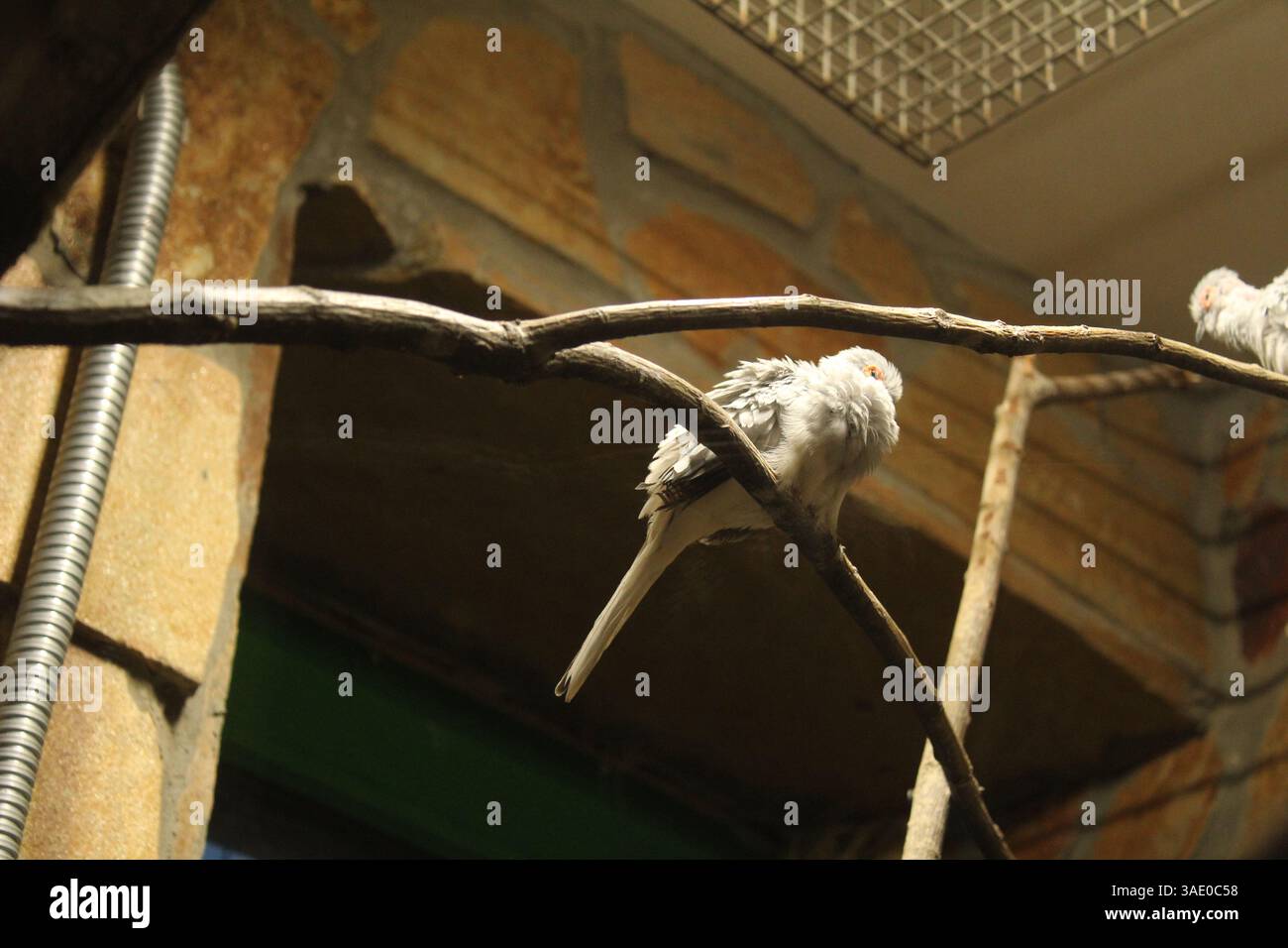 White parrot sitting on a branch, bottom view. Keeping parrots in a ...