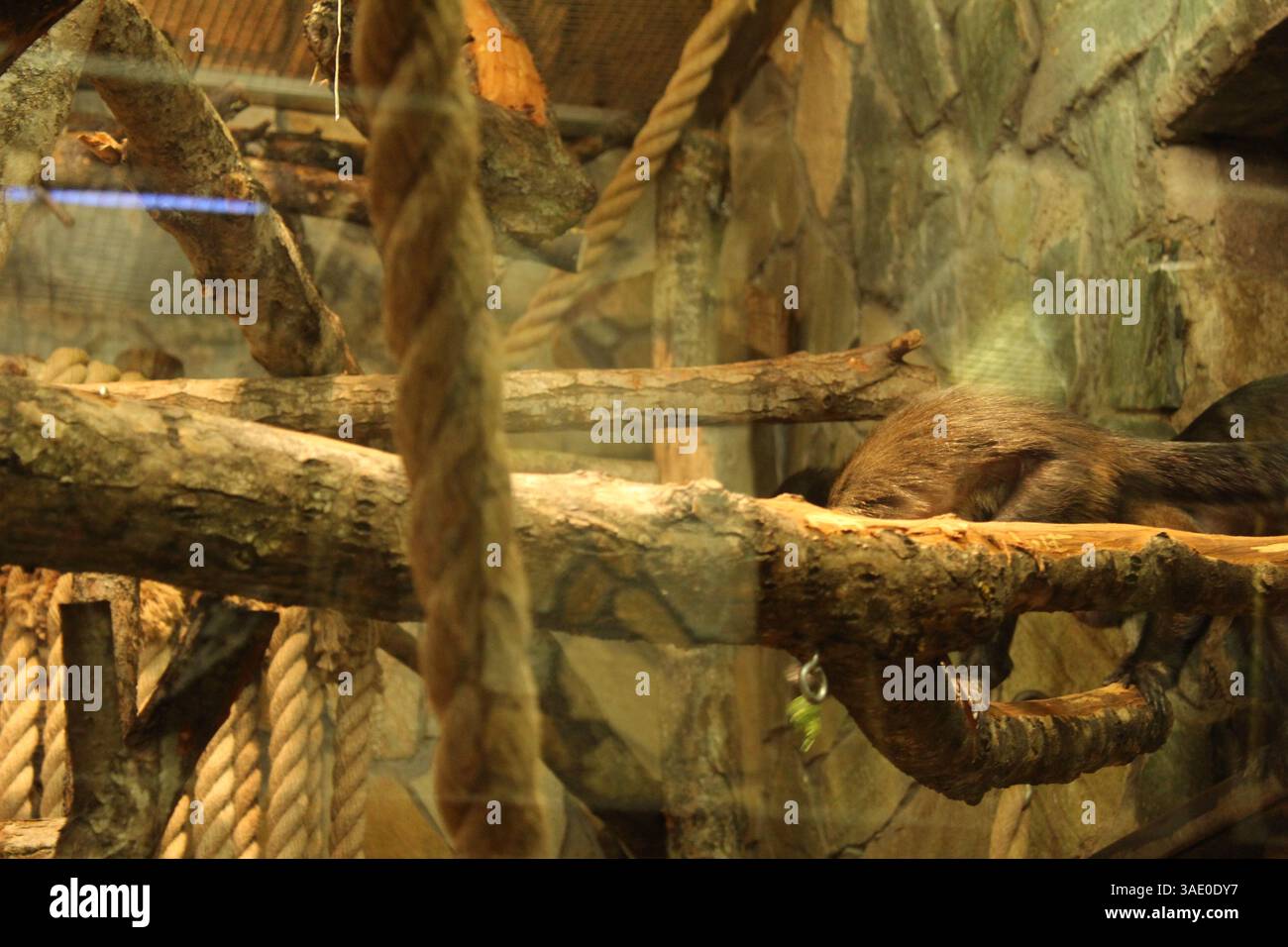 Keeping monkeys hi-res stock photography and images - Alamy