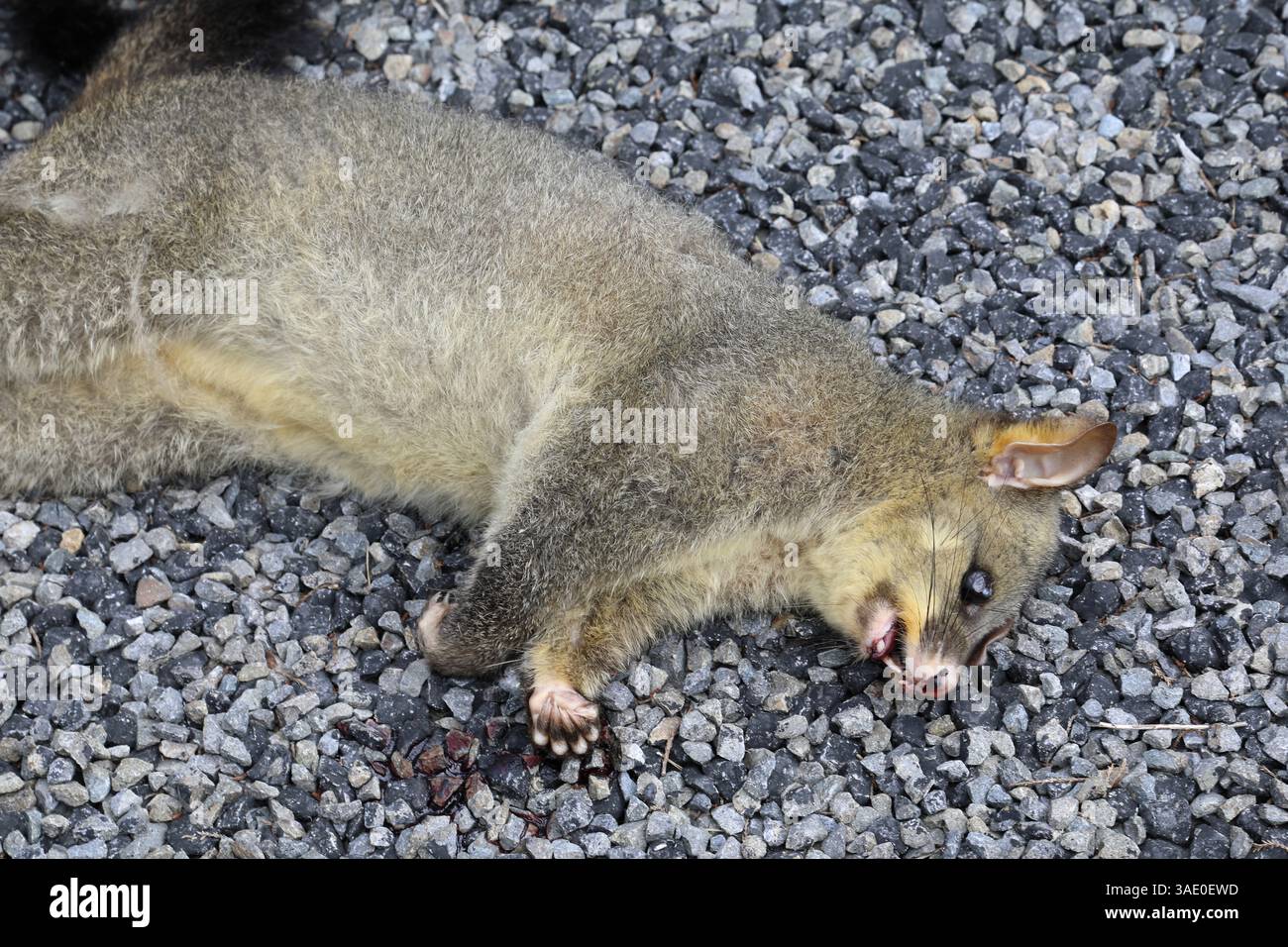 Fuchskusu / Common brushtail possum / Trichosurus vulpecula Stock Photo ...