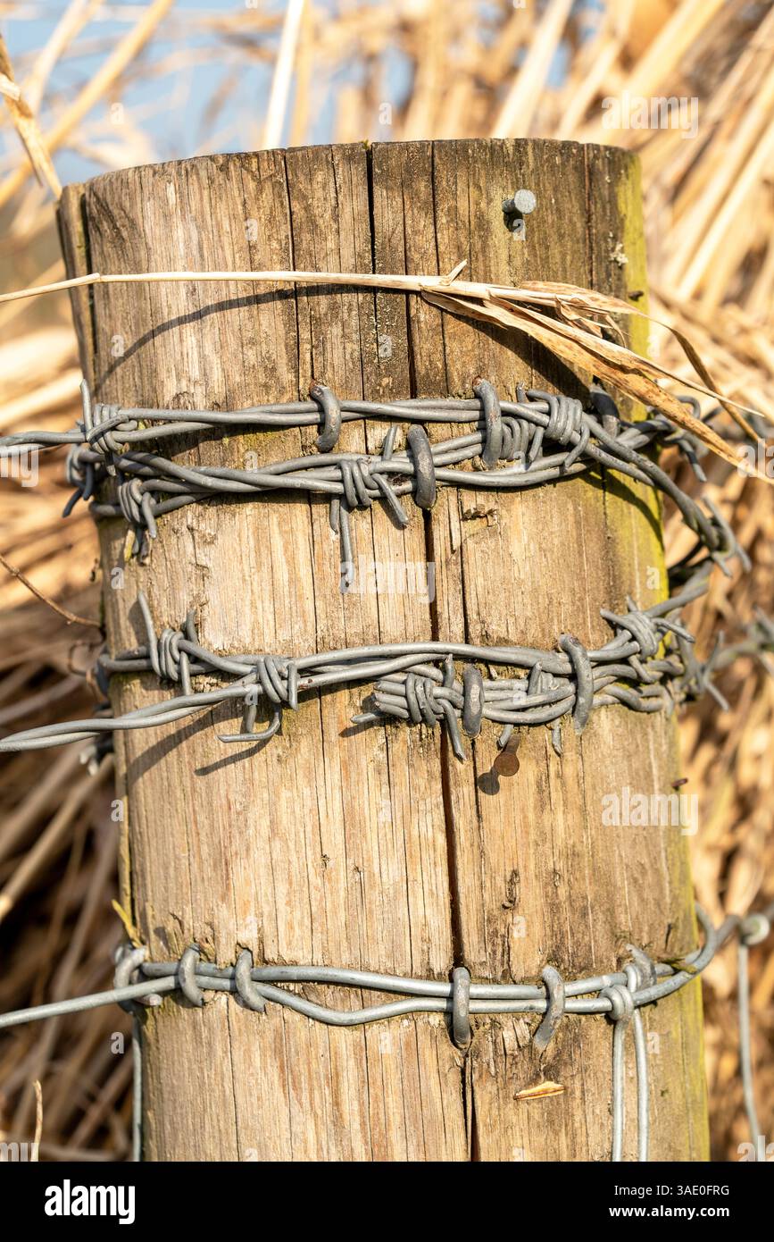 Barbed wire wrapped around a wooden post and stapled Stock Photo - Alamy