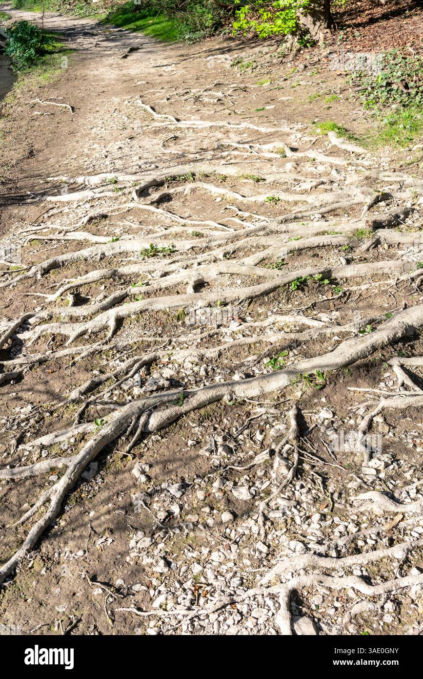 Exposed tree roots Stock Photo - Alamy