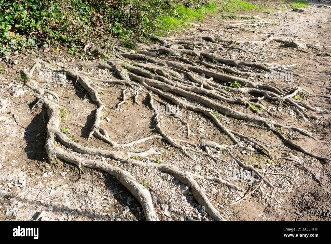 Plant roots exposed hi-res stock photography and images - Alamy