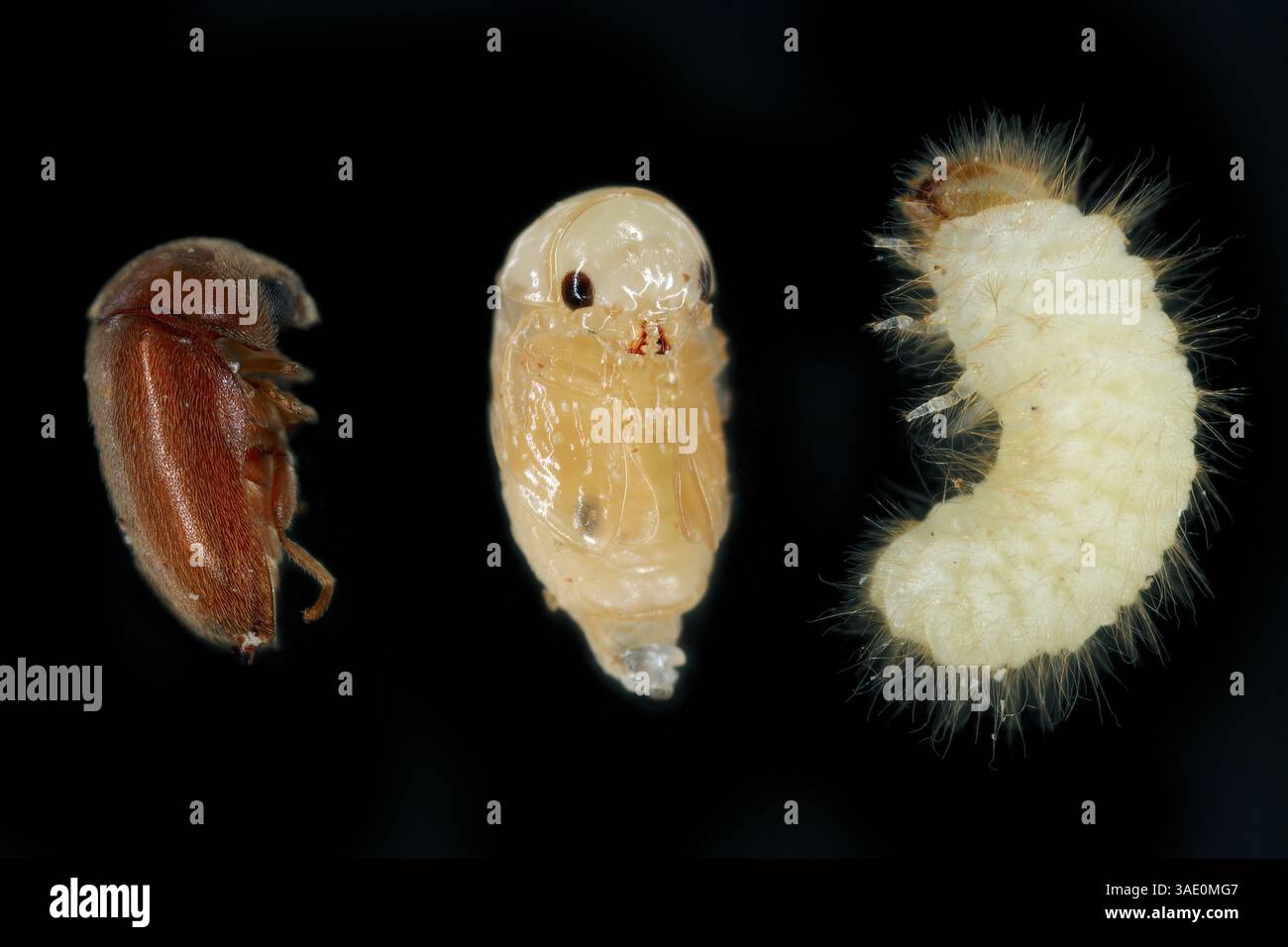 Developmental stages of Tobacco beetle, Lasioderma serricorne, from left adult insect, pupa and ...