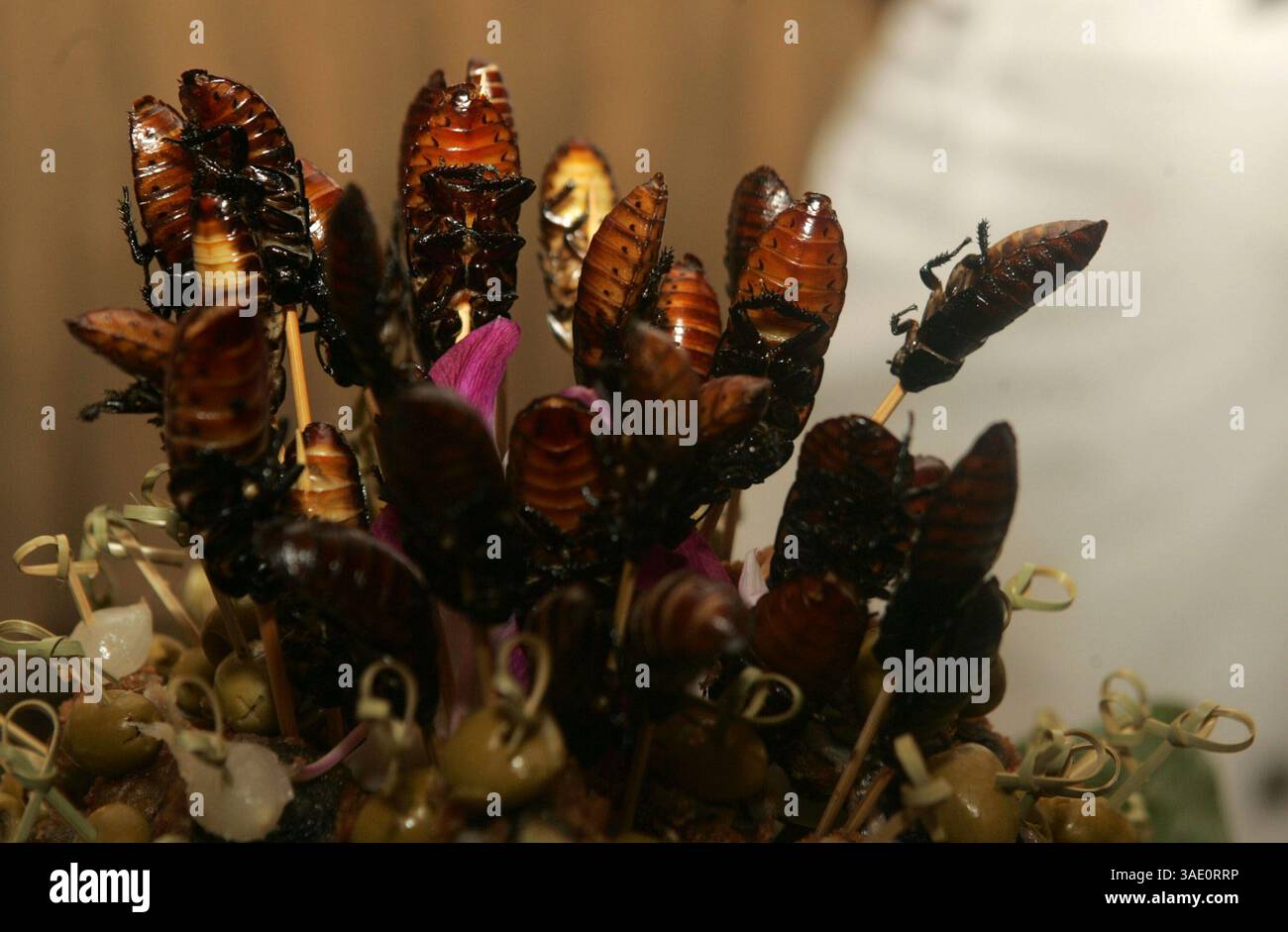 Mar 19, 2005; New York, NY, USA; A view of brandy-spiced Madagascar ...