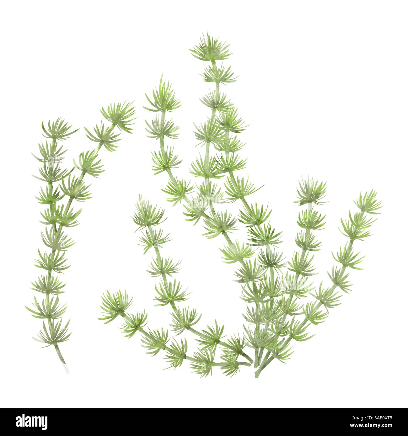 Marine green algae from the underwater world of the ocean. Digital ...