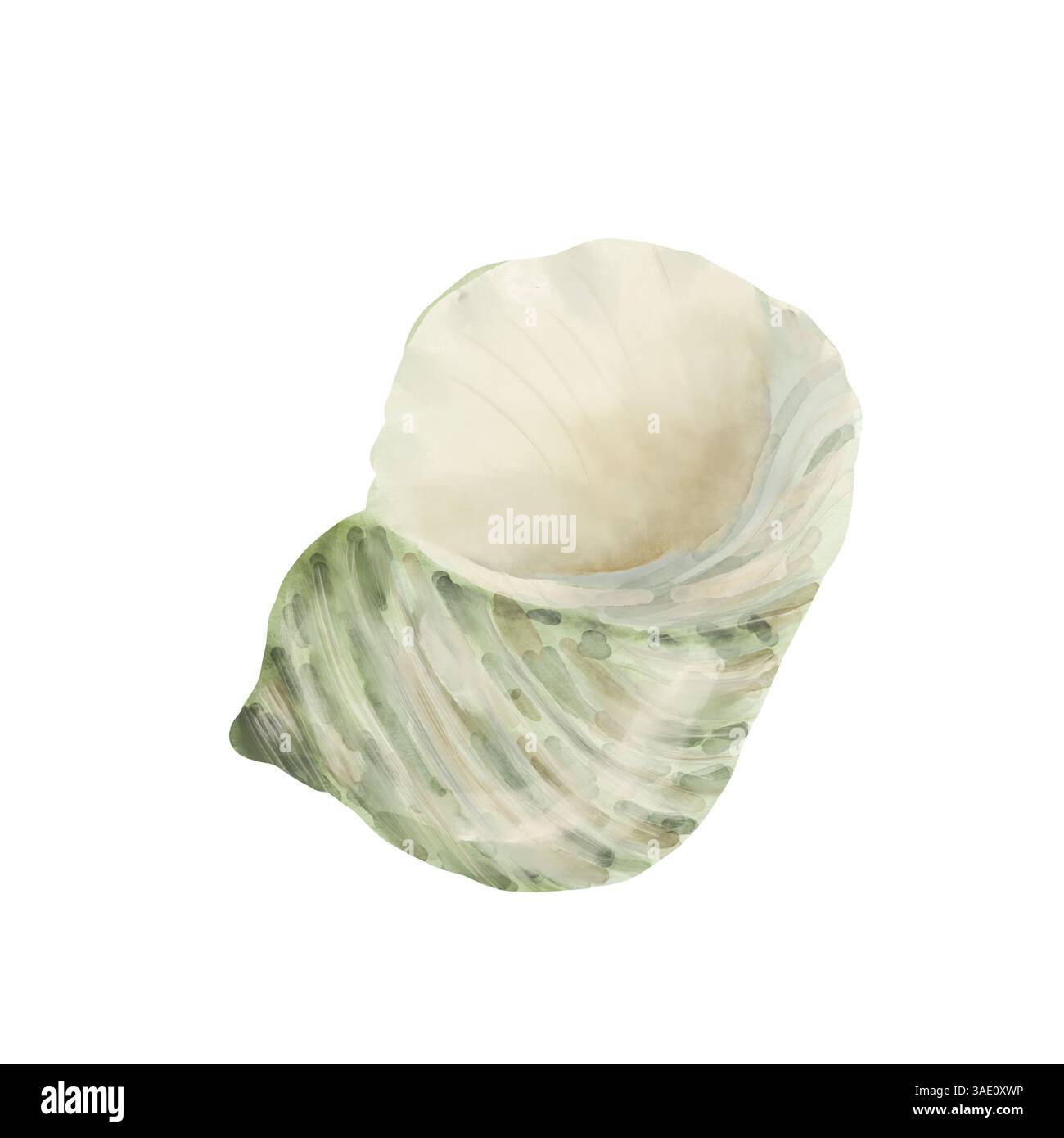 An underwater clam in the shell of Turbo imperialis. Watercolor ...