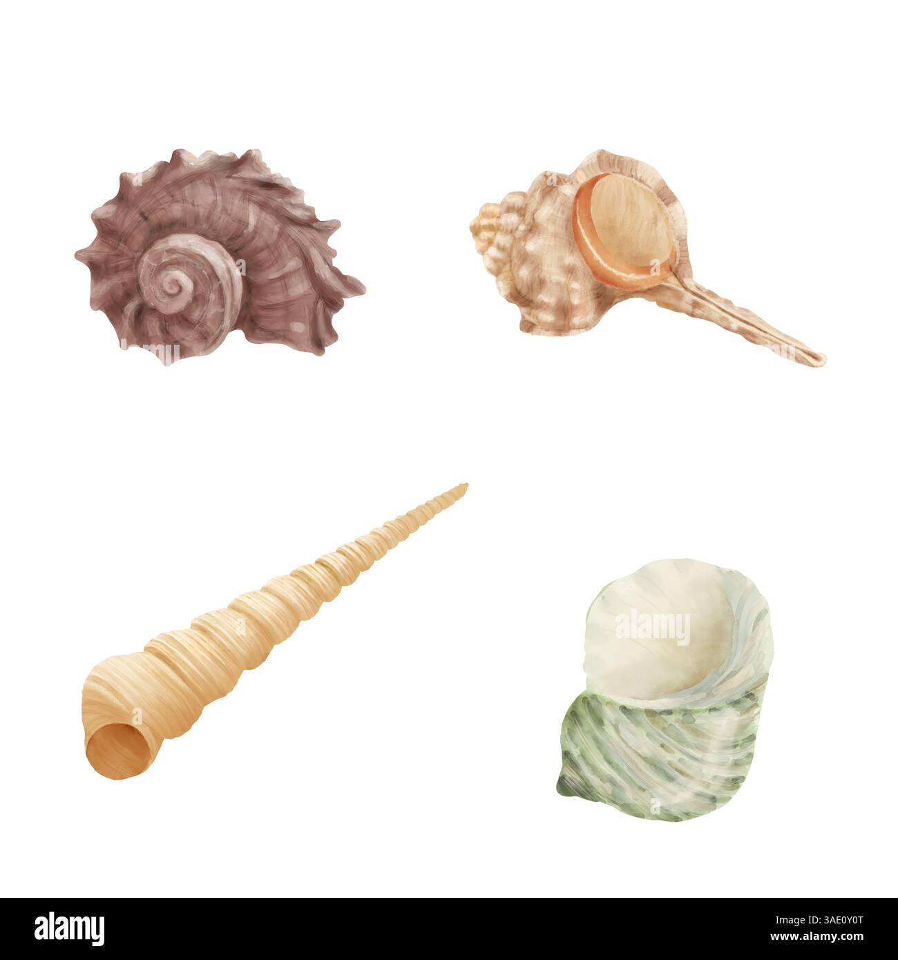 Marine shells of murex, turitella and strombus mollusks. Watercolor ...