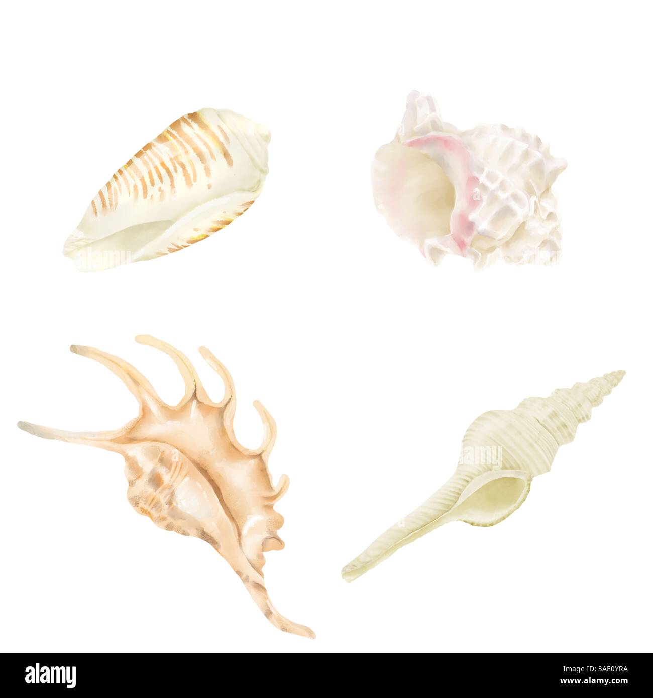 Clam shells of murex, lambis, strombus, in a set. Watercolor ...