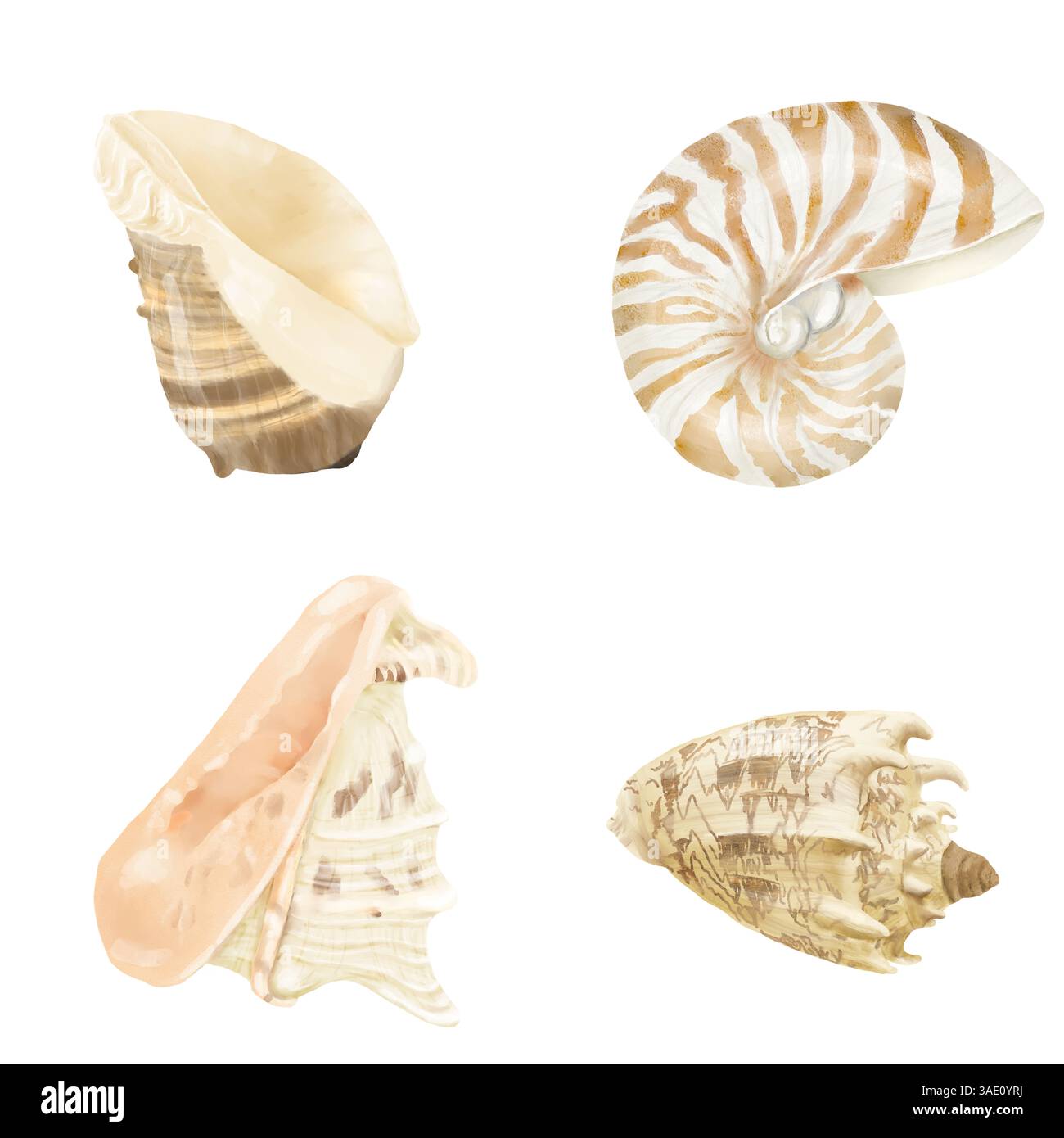 Clam shell of Cymbiola imperialis, strombus, cassis, in a set ...