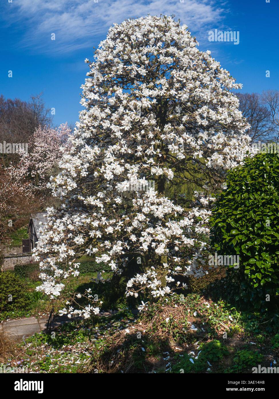 Early spring flowering garden tree, Magnolia x loebneri 'Merrill ...