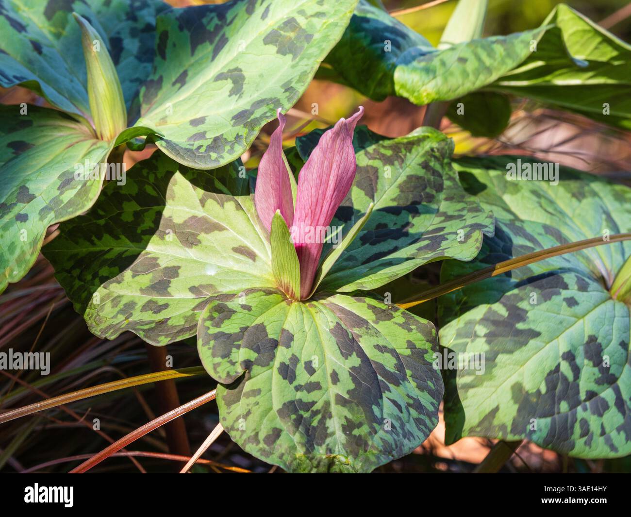 Pink form with mottled foliage of the spring blooming woodland ...