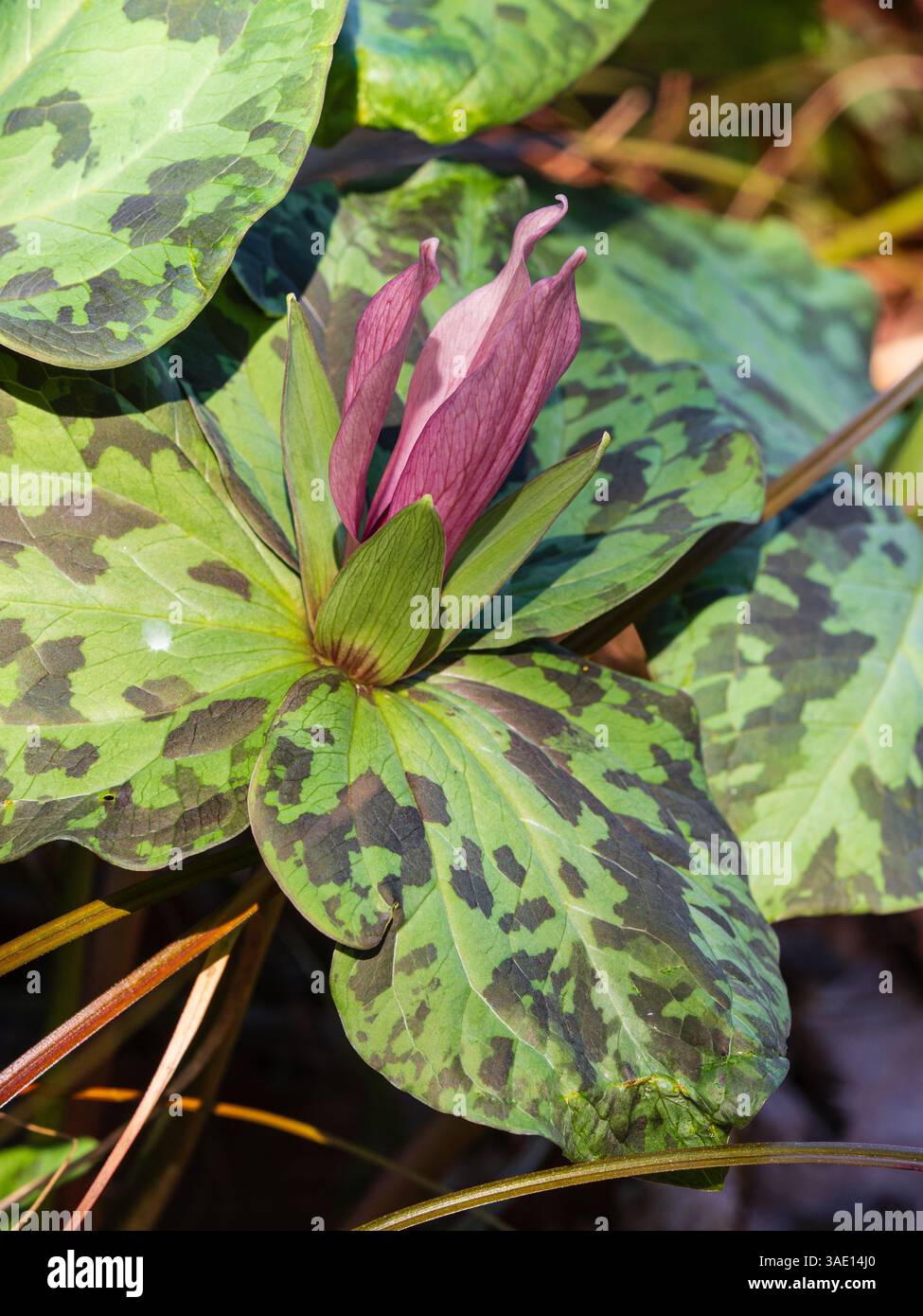 Pink form with mottled foliage of the spring blooming woodland ...