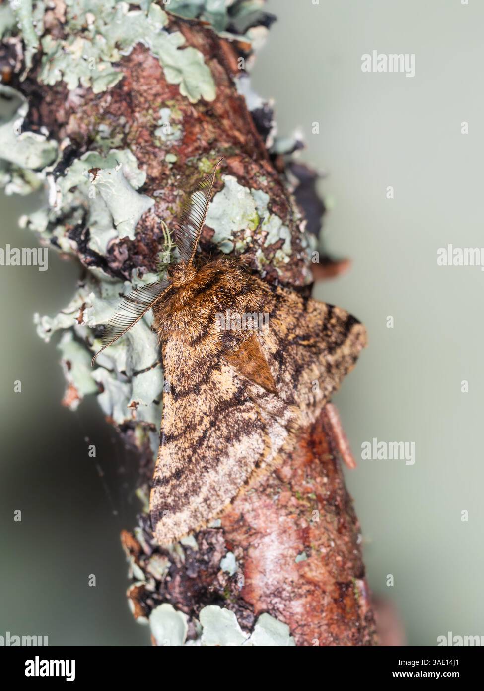 Spring flying male UK Brindled Beauty moth, Lycia hirtaria., showing ...
