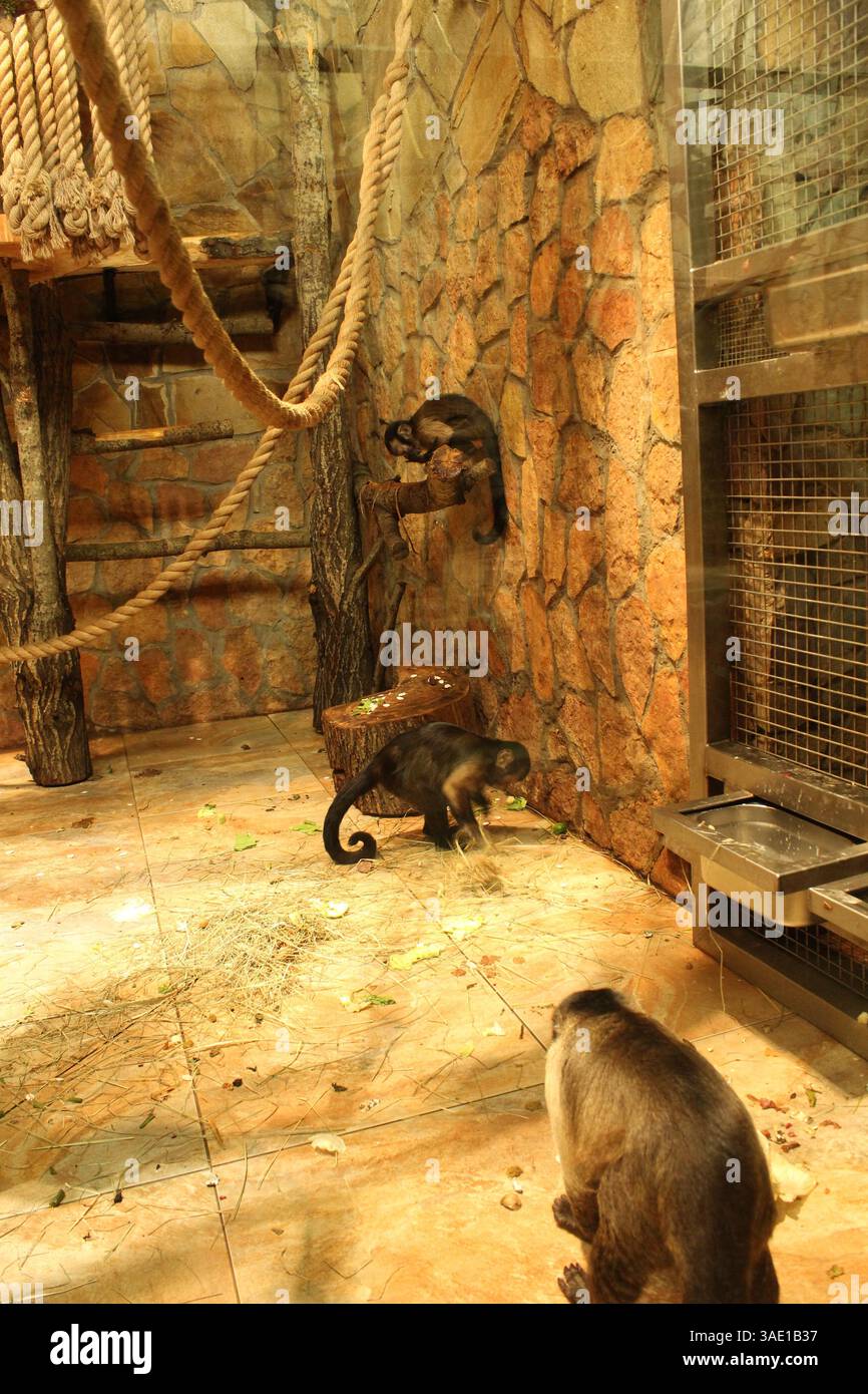 Small monkeys of the capuchin breed run and frolic enclosure. Monkeys ...