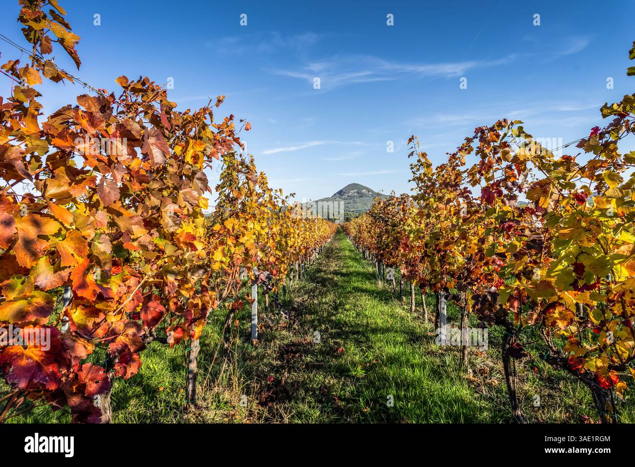 Balaton wine-producing region viticulture Stock Photo - Alamy